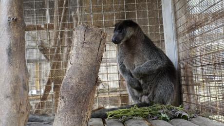 MAF’s vital role at ‘epicentre for conservation’ | Papua New Guinea